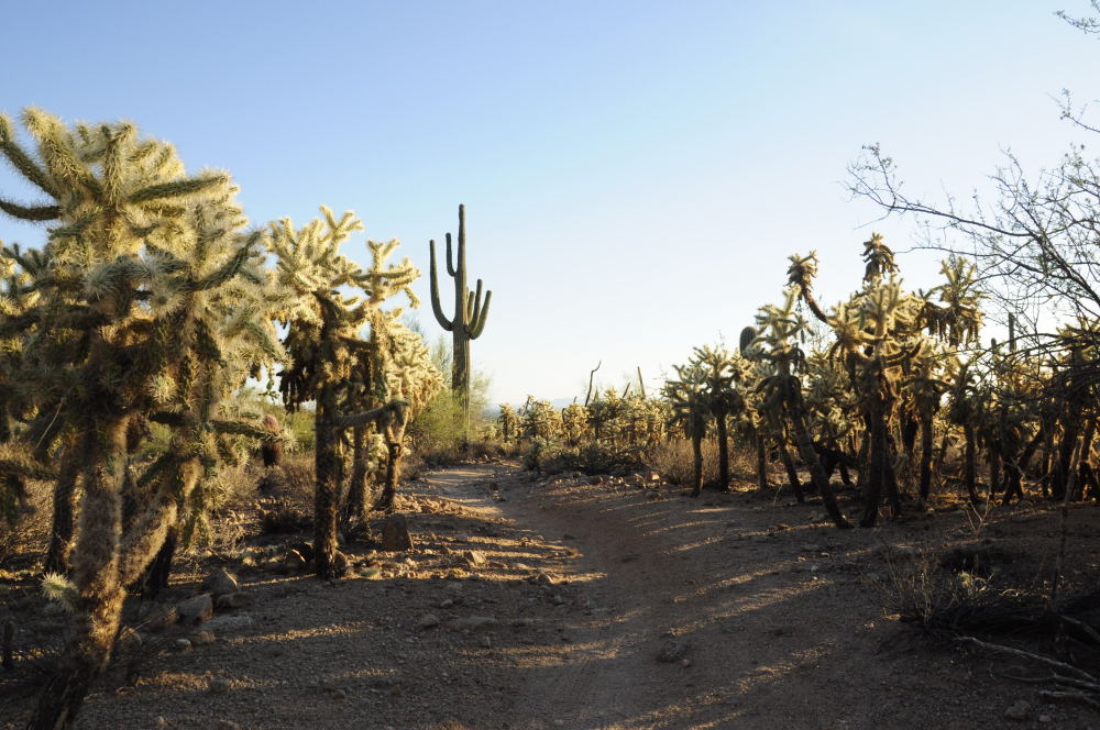 Exploring the Southwest: Cat Peak Loop - Usery Mountain Park.