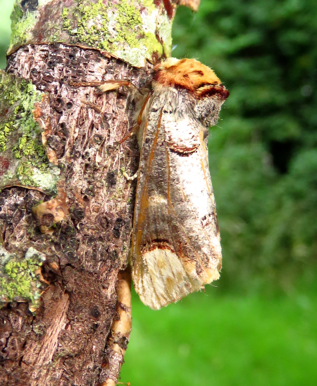 MERSEA WILDLIFE: July 2016