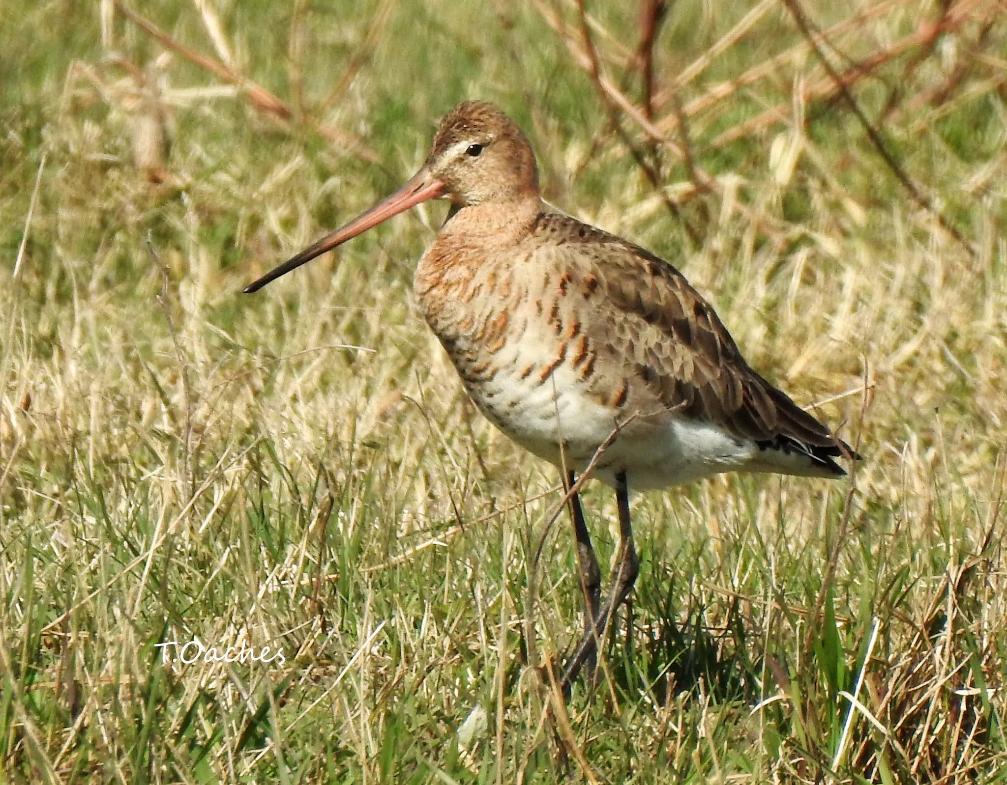 PASARI DIN ROMANIA: SITAR DE MAL, Limosa limosa