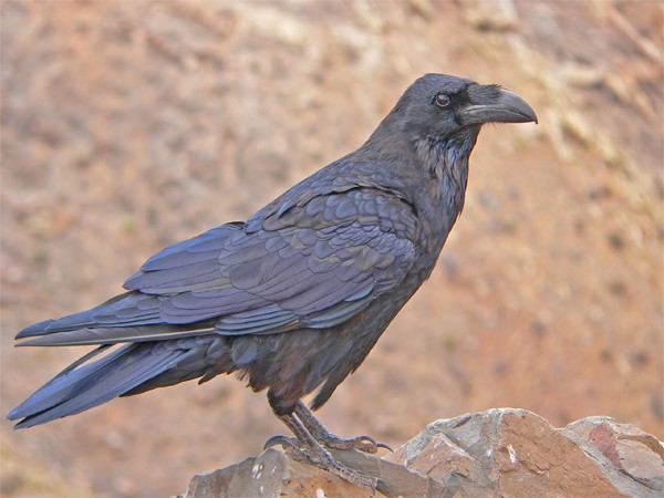 Miróbriga (pilar2005@hotmail.com): EL CUERVO MORADO ATORNASOLADO