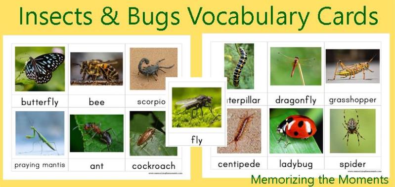 Memorizing the Moments: Insects and Bugs Vocabulary Cards