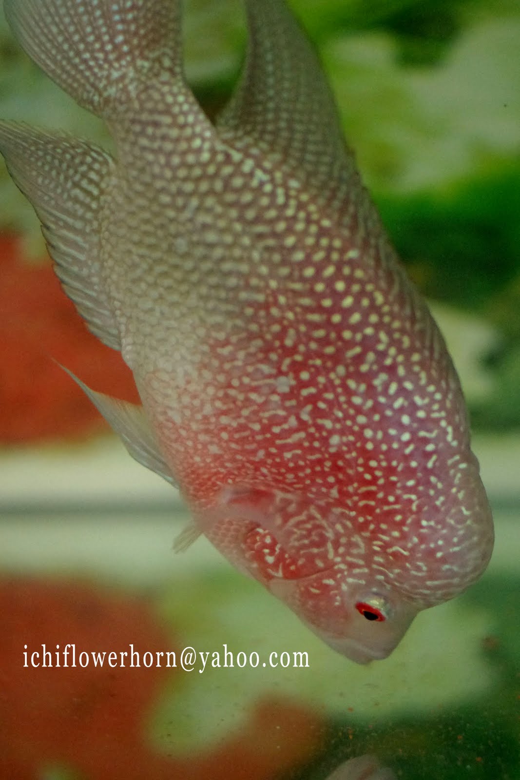 Flowerhorn The Hybrid Cichlids: Louhan Cencu - Ichiflowerhorn 002