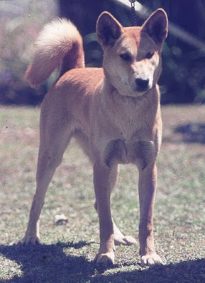 Dingo Lady: A Dingo’s View of City Life