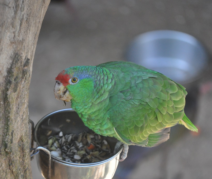ZOOTOGRAFIANDO (6.100 ANIMALS): AMAZONA DE FRENTE ROJA / RED-FRONTED ...
