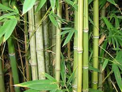 Bambu (Bambusa sp.)