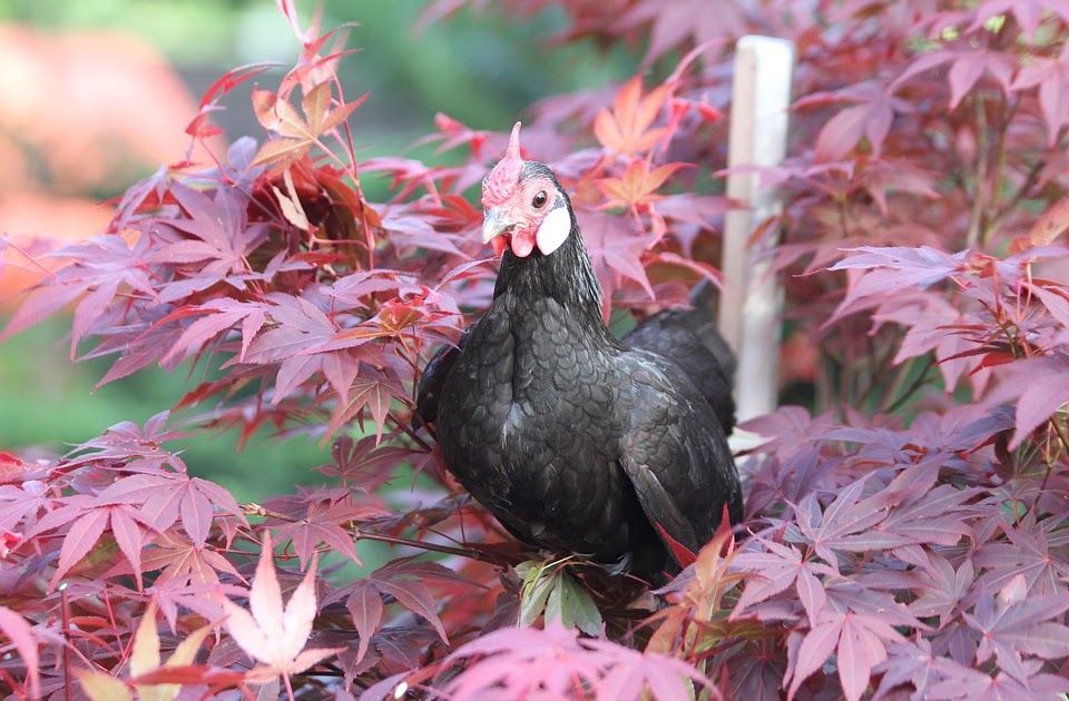 Japanese chicken breed - Japanese bantam