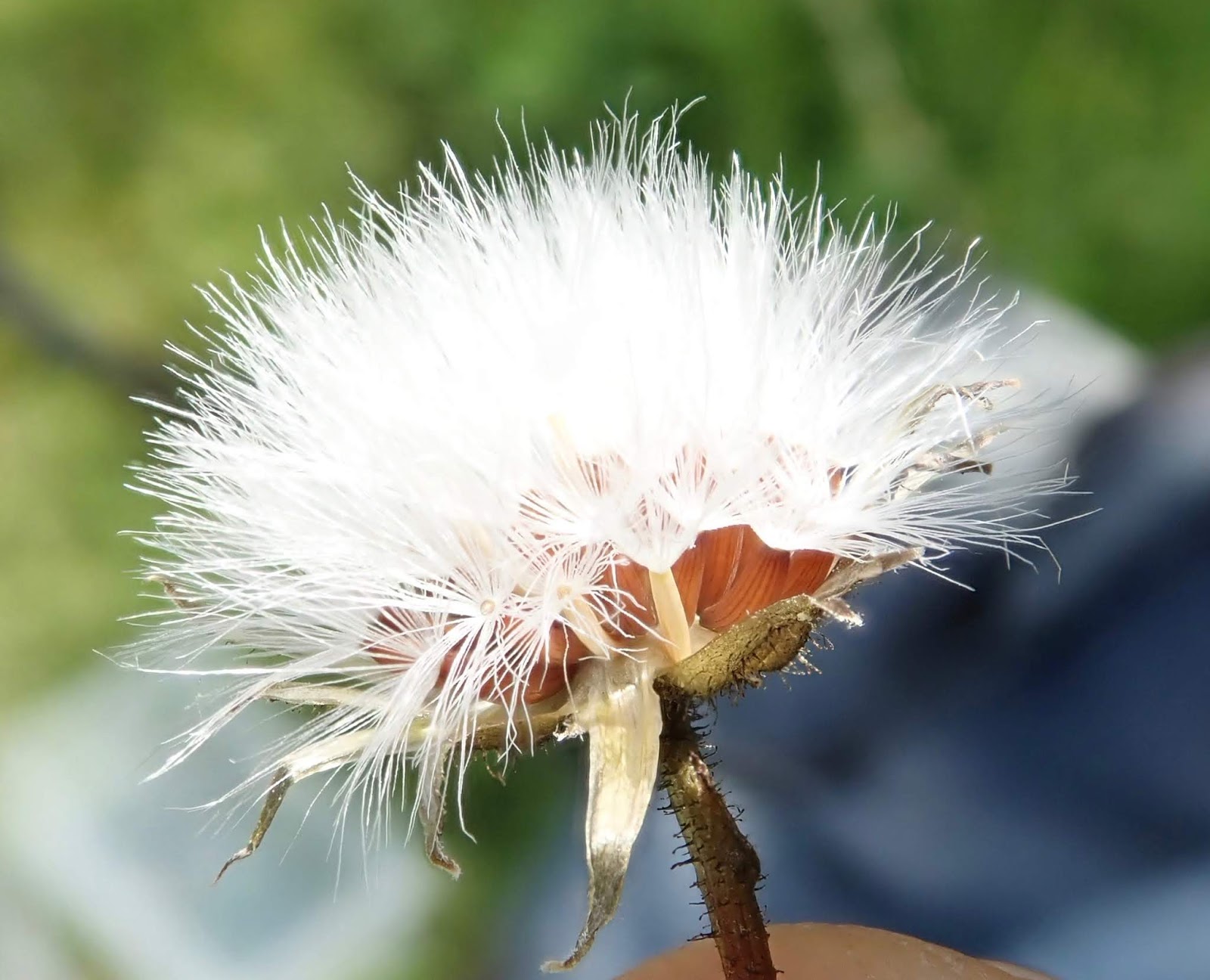 Violets and others: Crepis mollis. Northern Hawksbeard