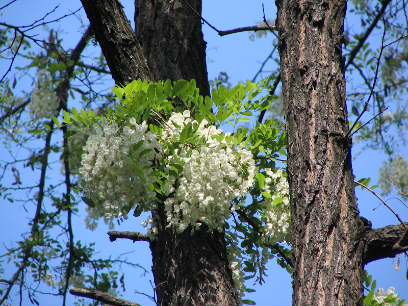 LA MULȚI ANI, ROMÂNIA!: Salcam