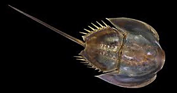 Merostomata nedir özellikleri nelerdir kaça ayrılır hangi hayvanları ...