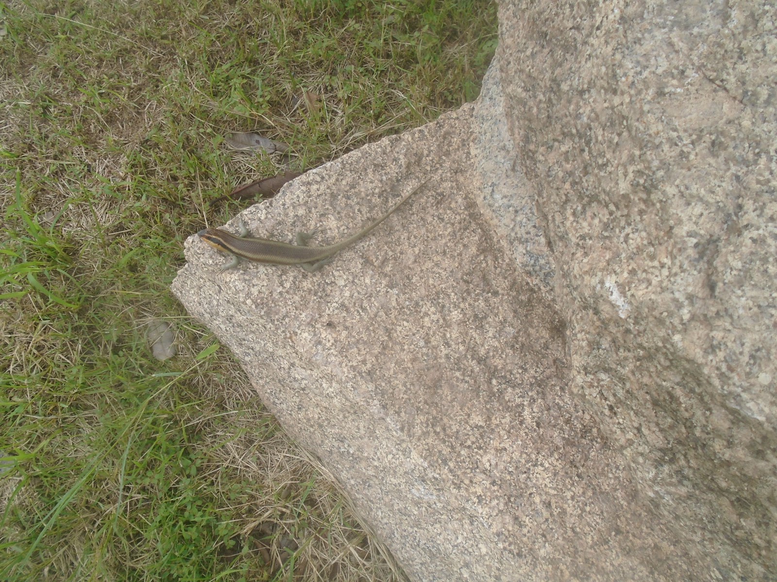 Dzvinyu kuzambira zuva huona mwena