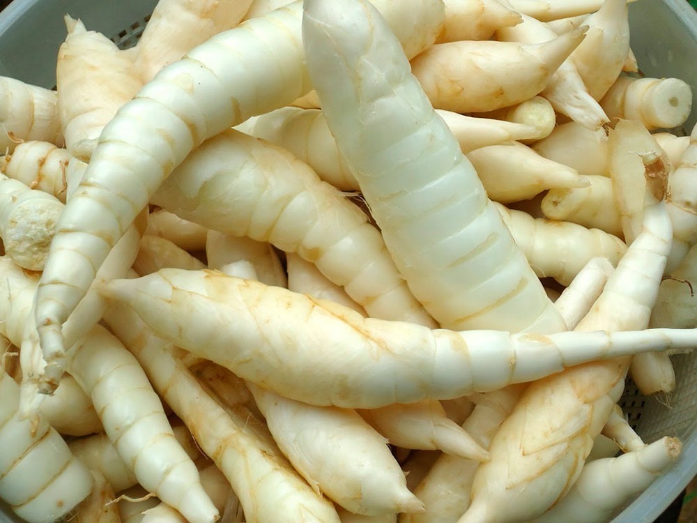 PANCS: Araruta (Maranta arundinacea)