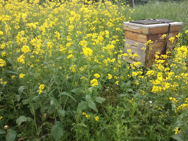 Over bessen, fruit en bijen: Koolzaadhoning