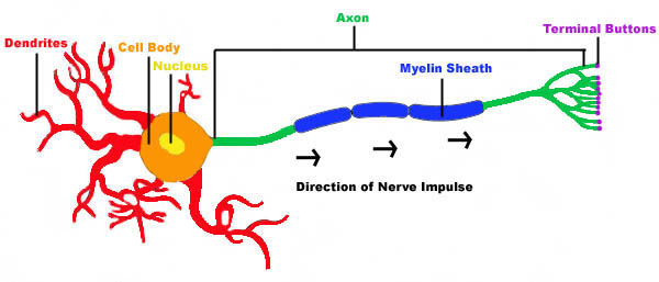 Saraf/Neuron (Fisiologi) - Mydokterhewan