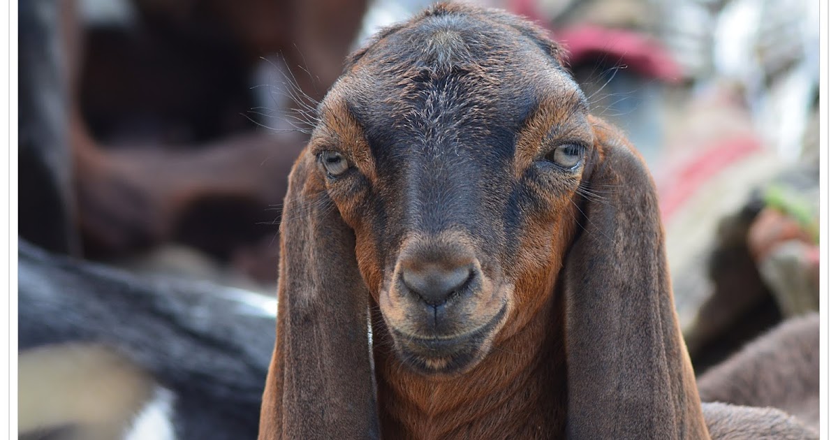 Wonderful expressions of a Goat