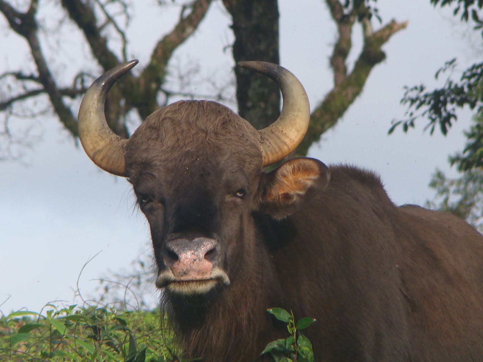 Herd of Indian Gaurs spotted at Valparai tea estate - eNidhi India ...