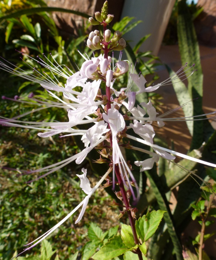 Greenfingers: Pelbagai Herba di Taman Herba