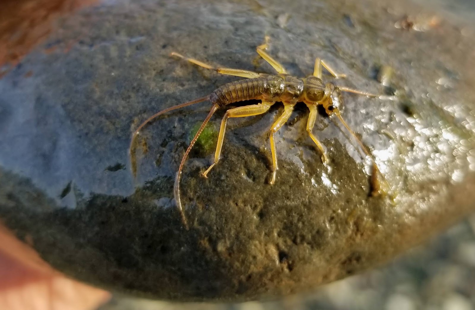 Jon Baiocchi Fly Fishing News: The Skwala Stonefly ~ Identification ...