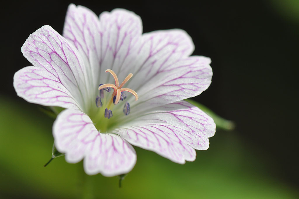 GERANiUM OXONiANUM 'WALTER'S GiFT' - goldenfairycottage