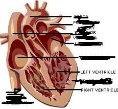 Bio 11 - Fungi Blog: Rat Dissection