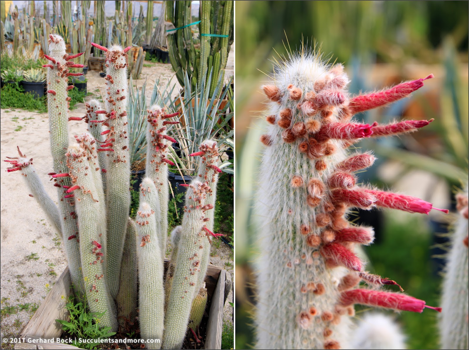 Back to Mariscal Cactus & Succulents