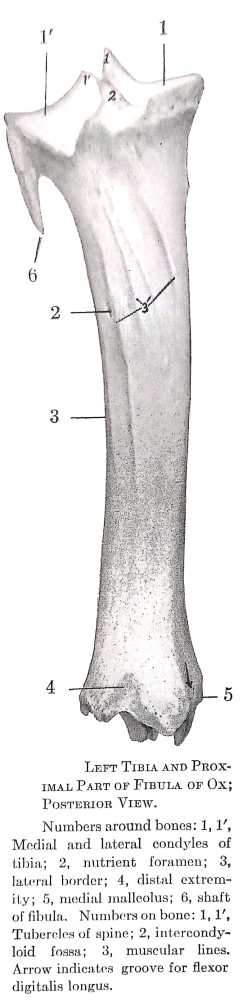 Tibia Fibula | Gross Anatomy | Anjani Mishra