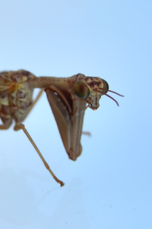 Amantes de la ornitología: Caprichos de la evolución: Mantispa styriaca