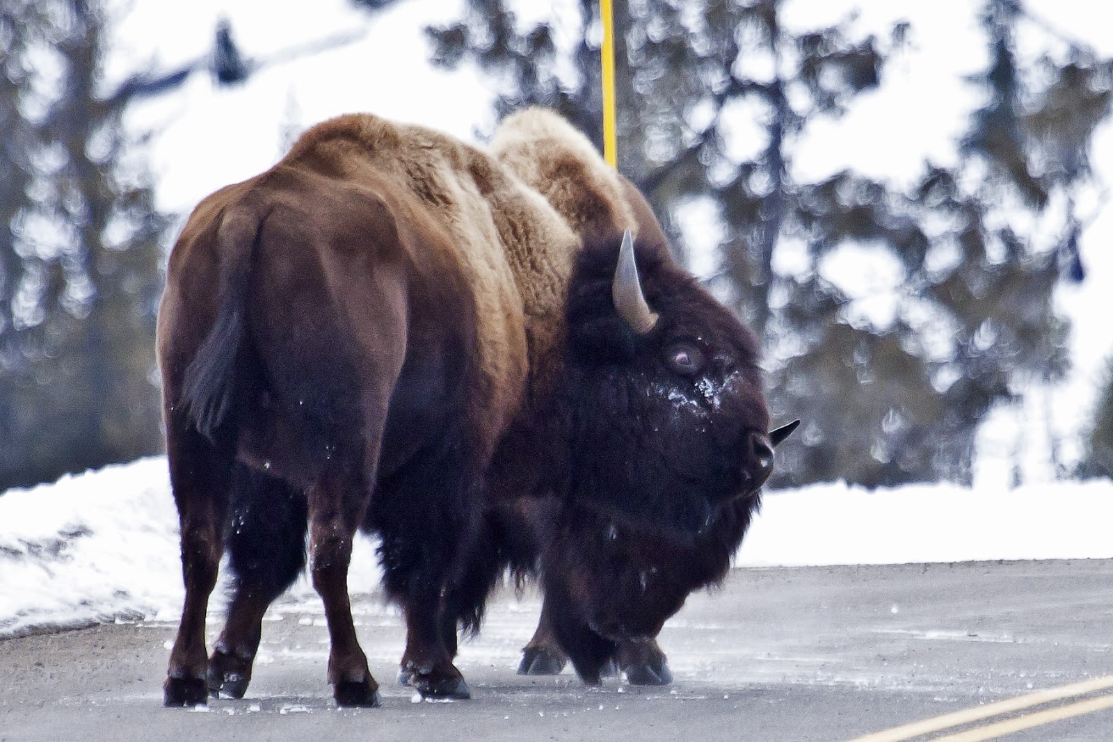 Circle B Bar T: Bison Day in Yellowstone