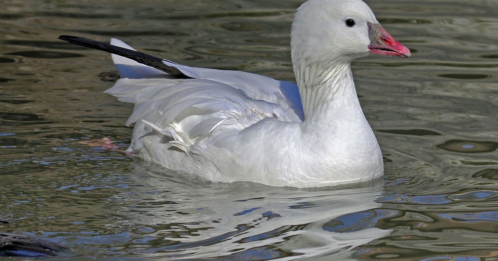 ROSS'S GOOSE