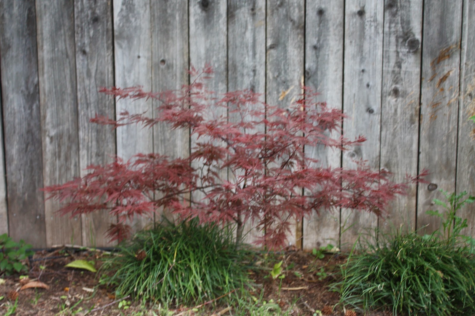 Me So Thorny: Japanese Maples in Spring