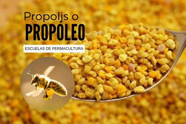 EL PROPÓLEO. ANTIBIÓTICO NATURAL PARA EL CUERPO