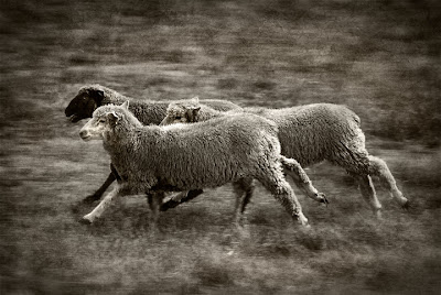 Dan Routh Photography: Running Sheep