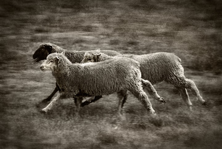 Dan Routh Photography: Running Sheep