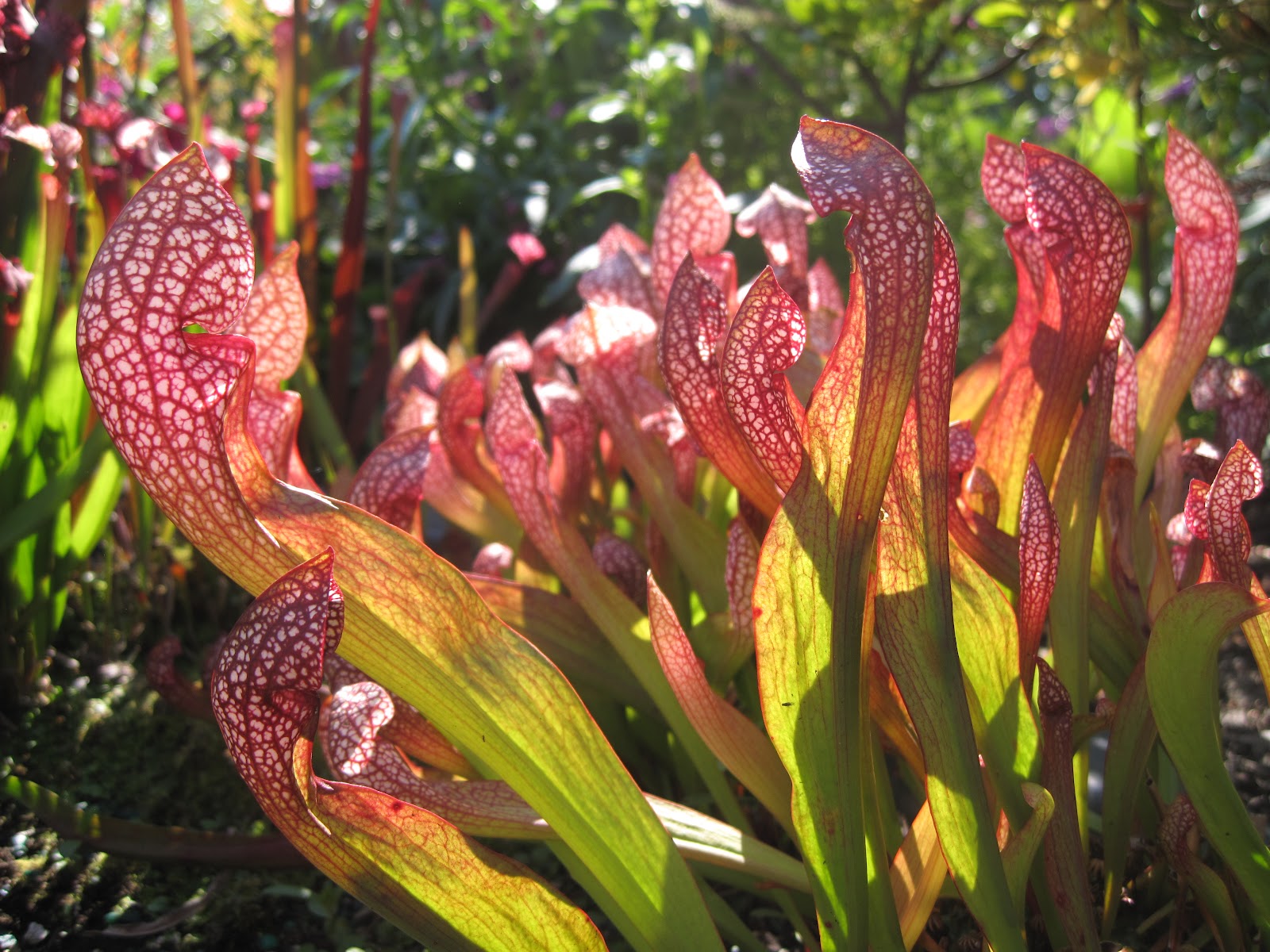Bonney Lassie: A Visit to the Ed Hume Display Garden
