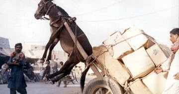 67 Not Out: A Donkey's Heavy Load Leads To Rambling Thoughts