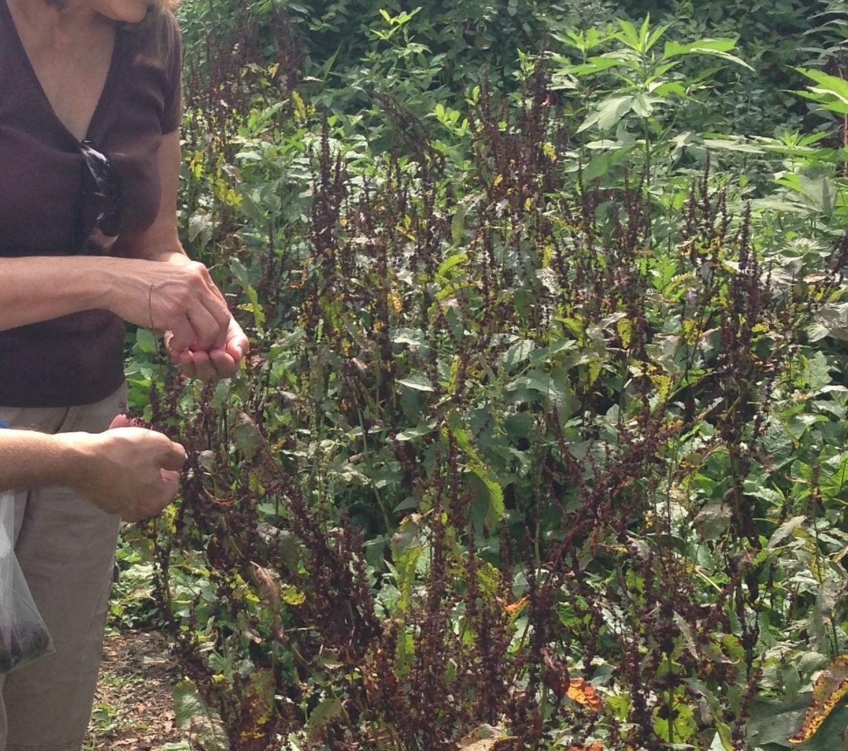 The Sparrow Chef: Wild Food Recipes: Yellow Dock Bread