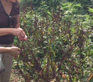 The Sparrow Chef: Wild Food Recipes: Yellow Dock Bread