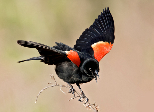 Bellas Aves de El Salvador: Agelaius phoeniceus (tordo sargento ...