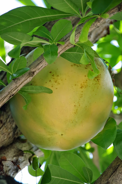 Trees and Plants: Calabash Tree