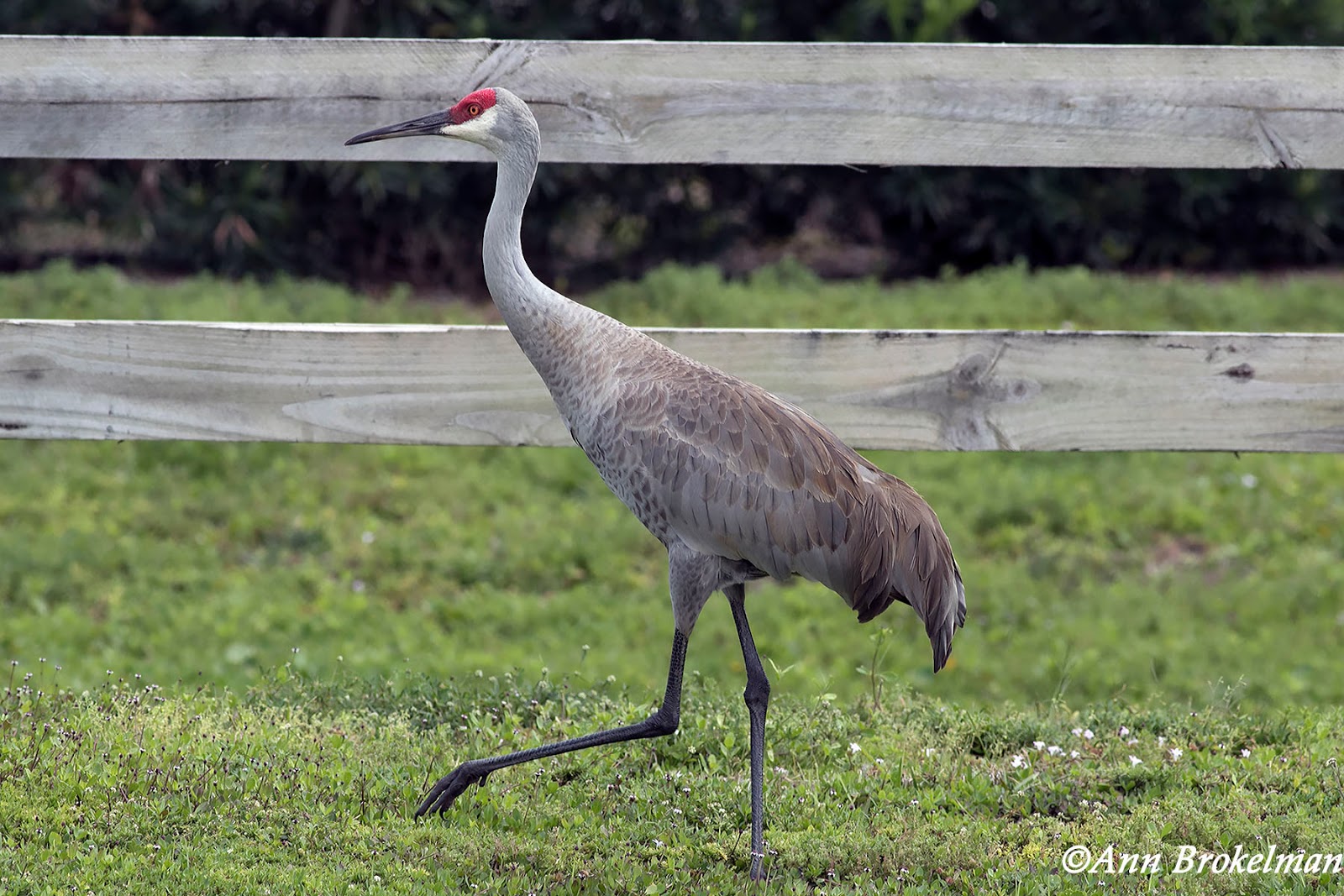 Ann Brokelman Photography Sandhill Crane In Florida Ann Brokelman Photography Sandhill Crane In Florida