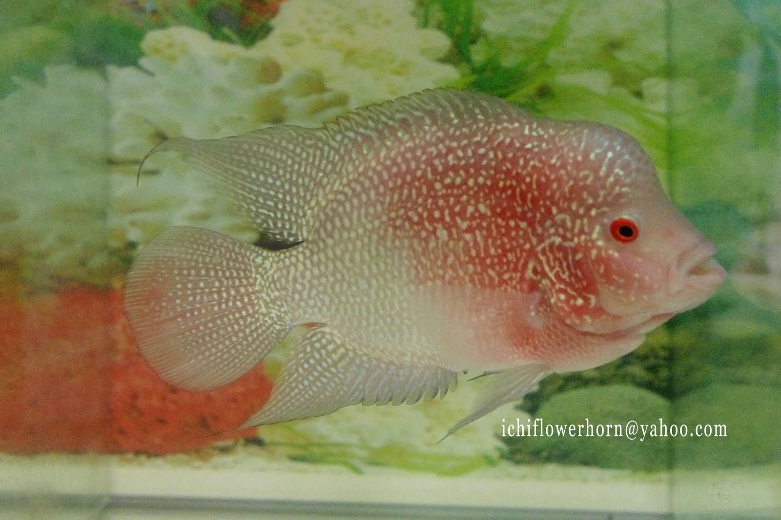 Flowerhorn The Hybrid Cichlids: Louhan Cencu - Ichiflowerhorn 002