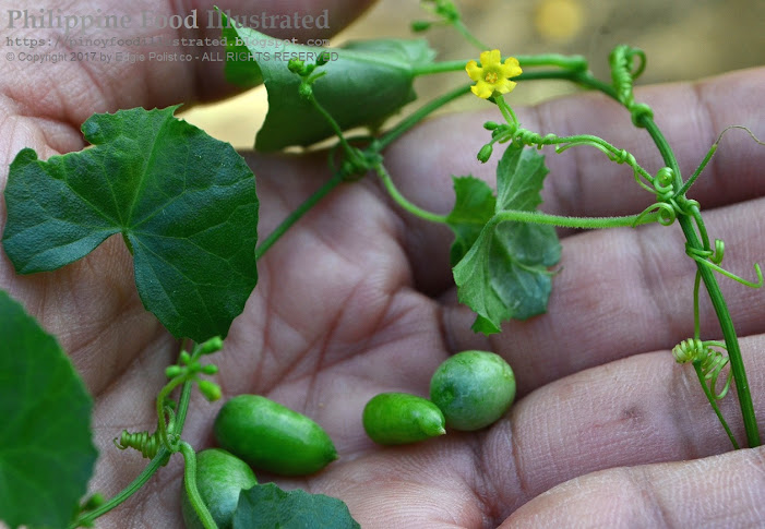 Philippine Food Illustrated: pipinong gubat