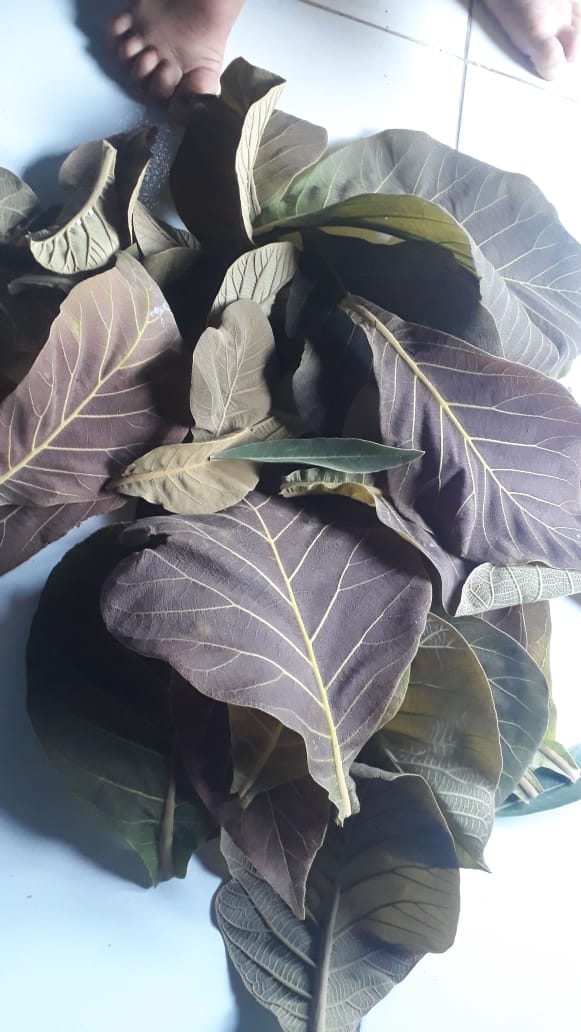 UTAMA DEPOK: JENIS DAUN UNTUK ECOPRINT, ECOPRINT RAMBAN AYU, 0815-7833-5744