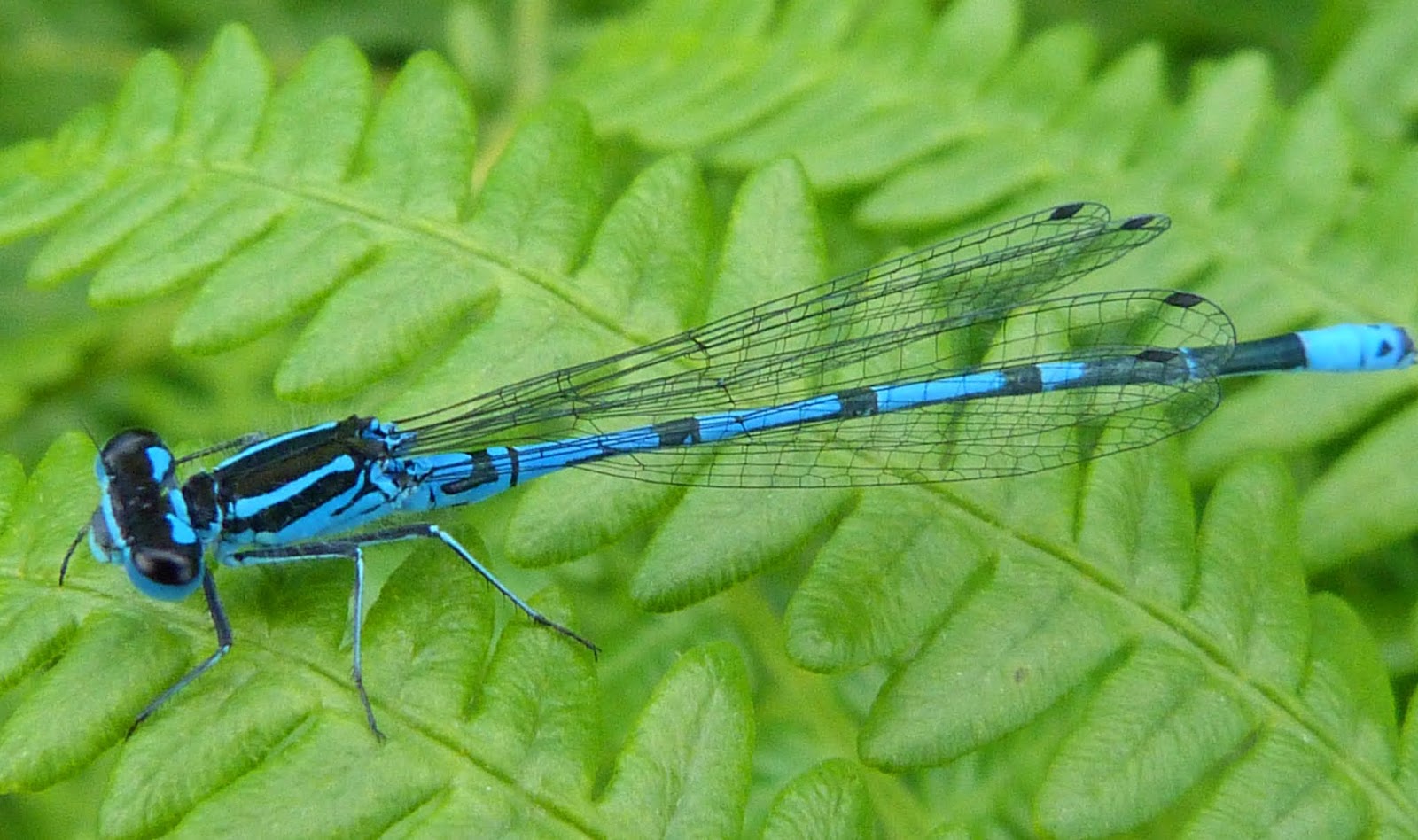 Insects of Scotland: Dragonflies/Damselflies