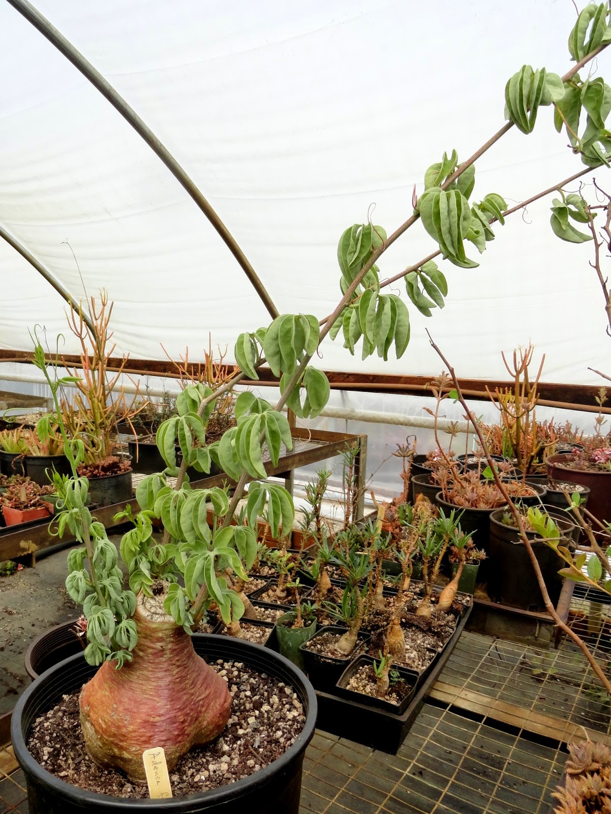 danger garden: Rare Plant Research 2014 style...