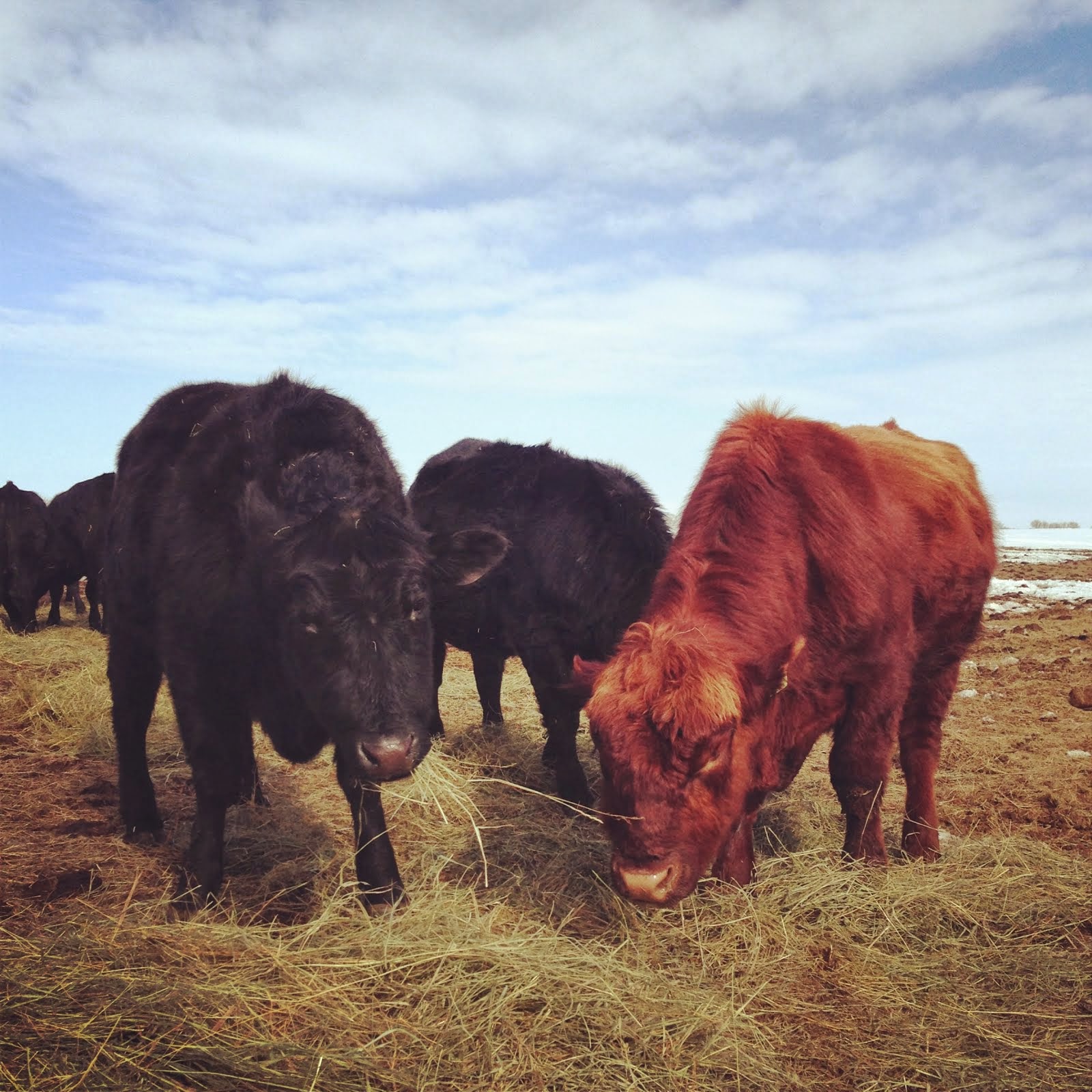Lost River Permaculture: Feedlot Maintenance 101 - Lost River Permaculture