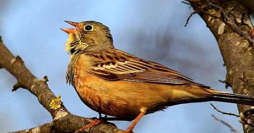 Taking Giant Steps: The Ortolan Bird: Looking for Light in an Unknown ...