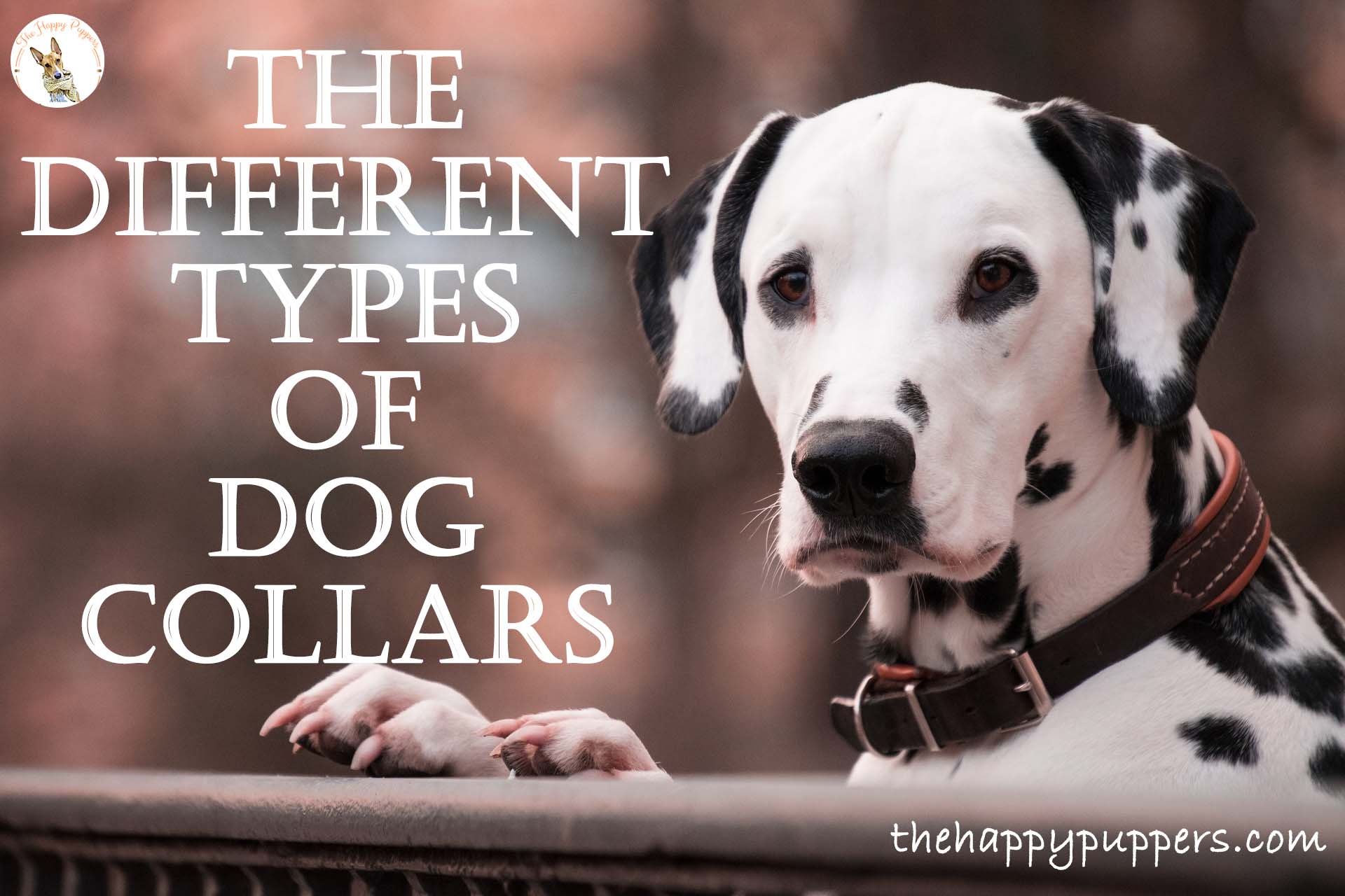 Types Of Dog Collars For Training And Use The Happy Puppers types-of-dog-collars-for-training-and-use-the-happy-puppers