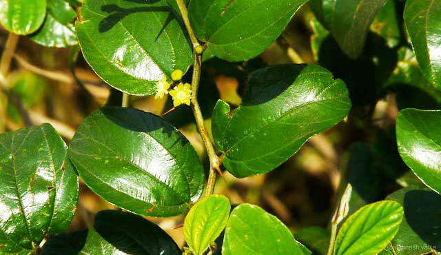 The characteristics of bidara leaves, its benefits for health, and 5 ...