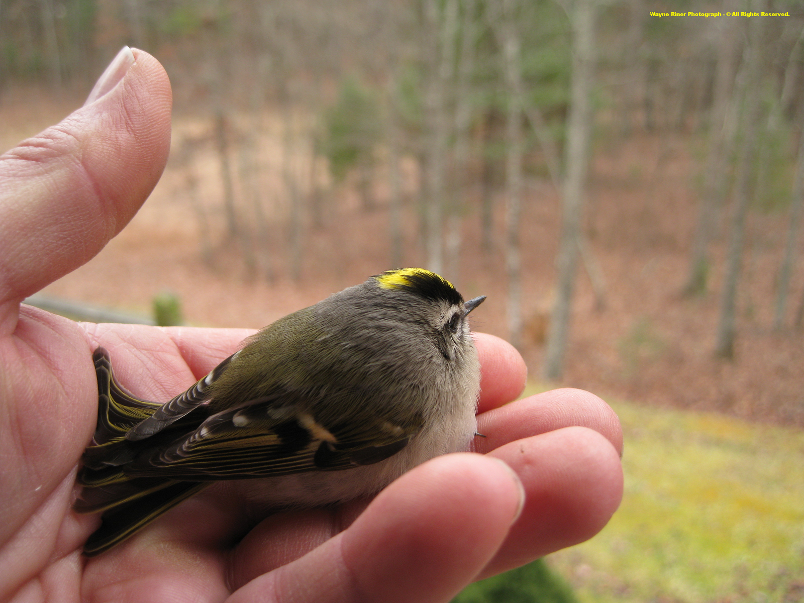 ADULT DESCRIPTION: Tiny Bird, In Constant Motion | MetaFilter