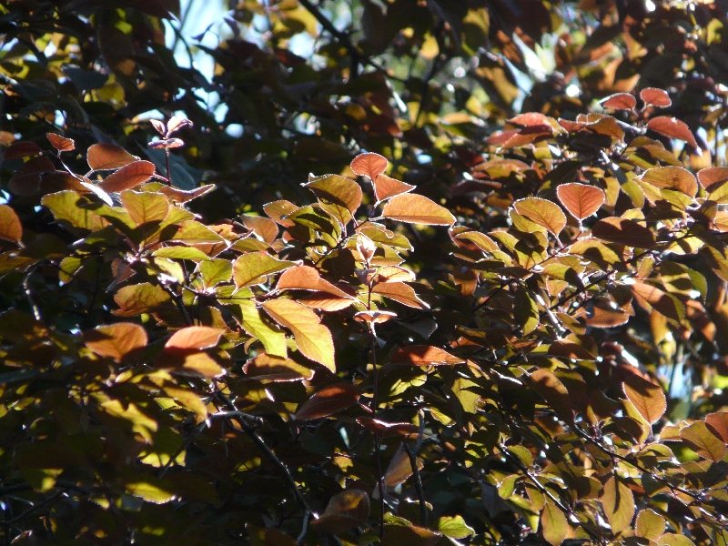 Cal Pepet del Xica, un jardí urbà al Prat de Llobregat: d’abril 2012